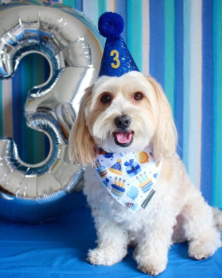 DIY Dog Birthday Supplies: Creating a Tail-Wagging Celebration | dog ...